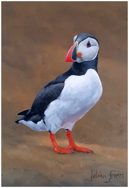 JULIAN FRIERS | Wildlife Artist | Puffin Study | Killarney Art Gallery ...